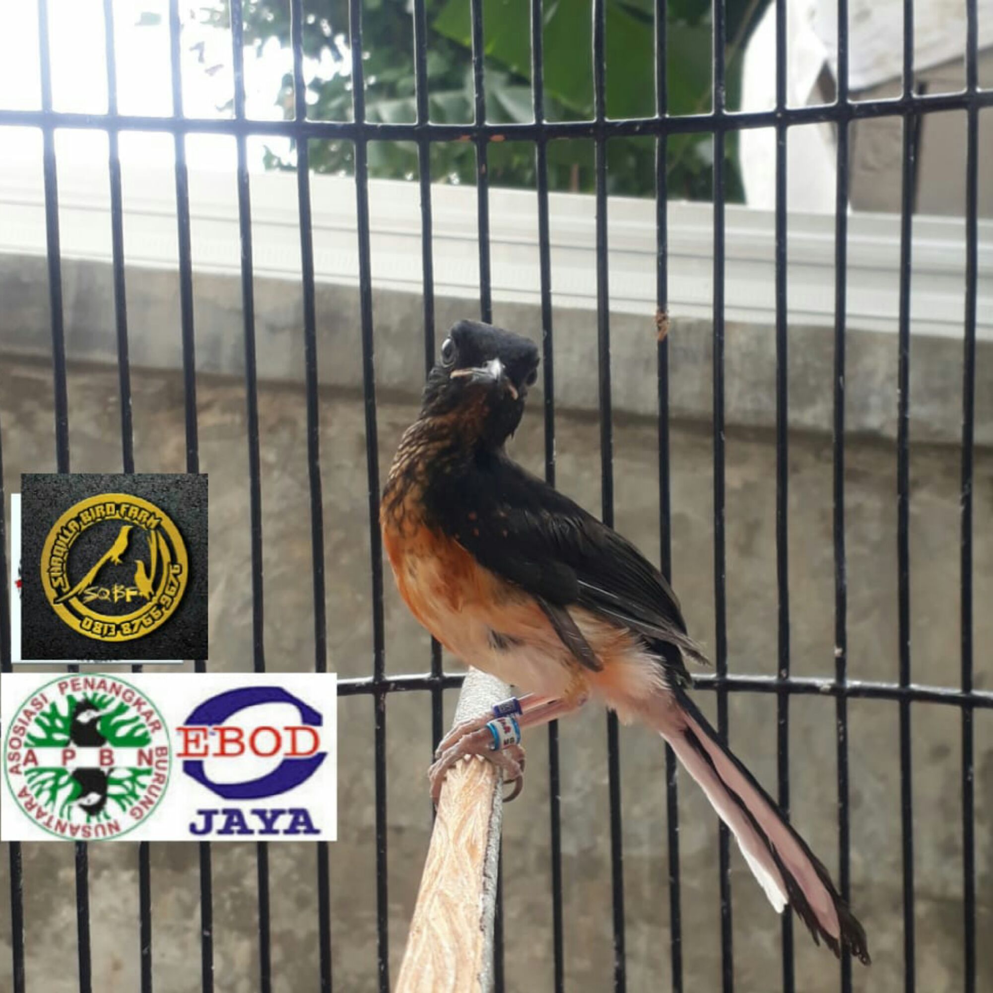 Produk Shaqilla Birdshop | Shopee Indonesia