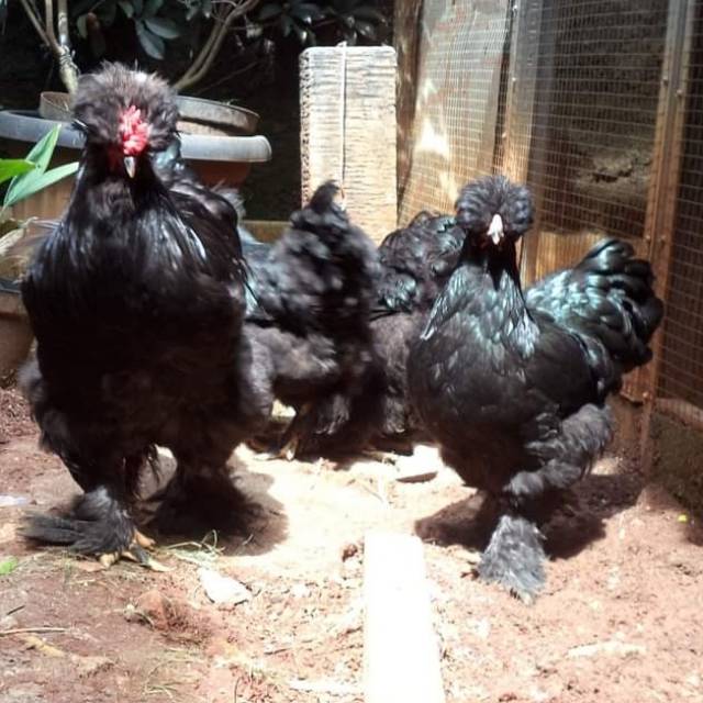 Produk Anggia farm | Shopee Indonesia