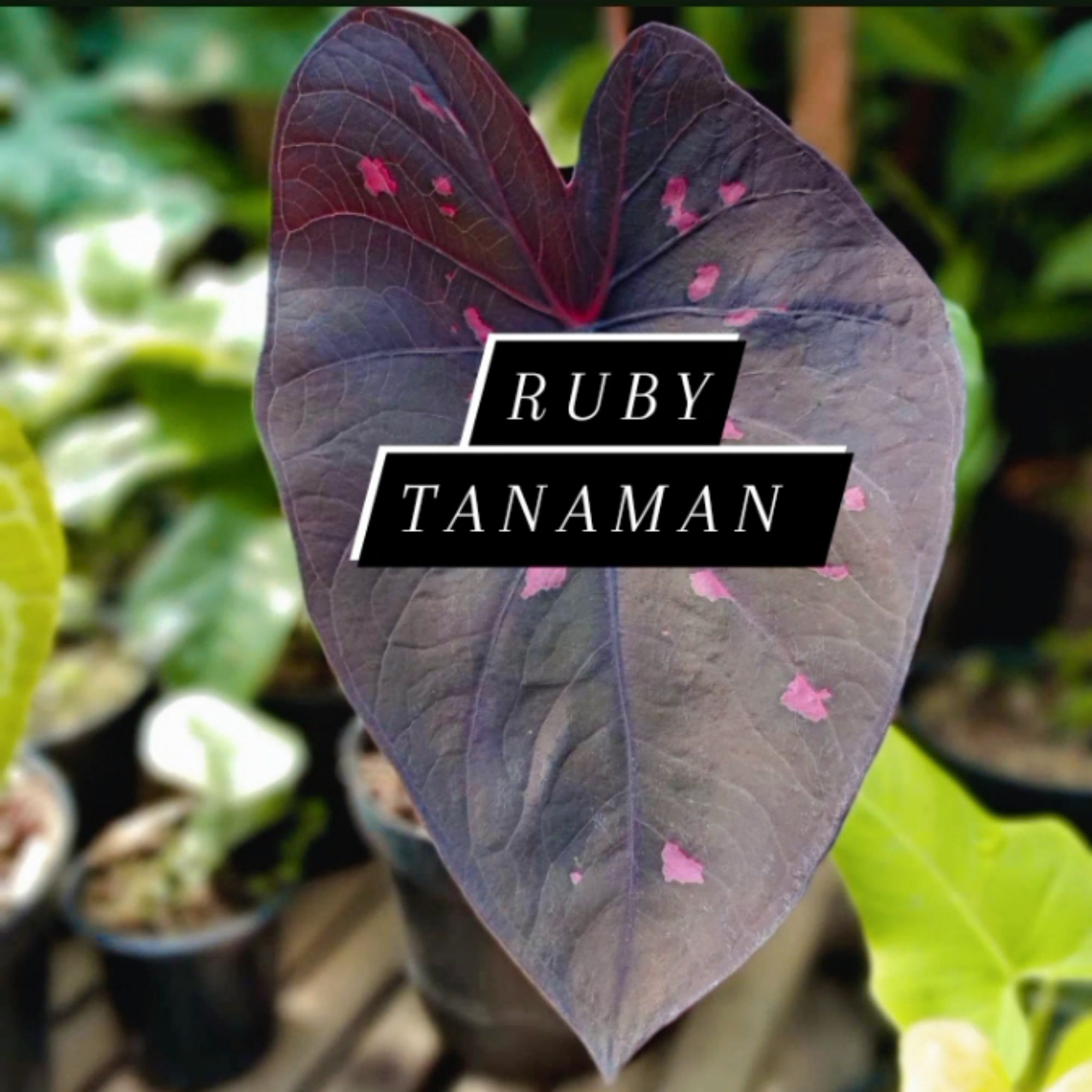 Produk Ruby Tanaman | Shopee Indonesia
