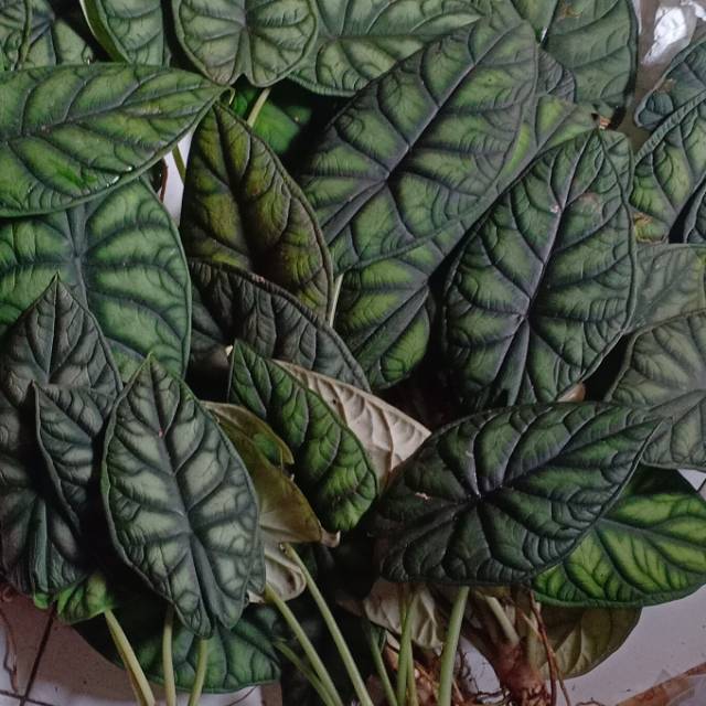 Produk nonix collection | Shopee Indonesia