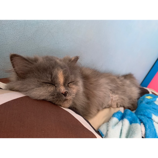 Produk Happylee Store | Shopee Indonesia