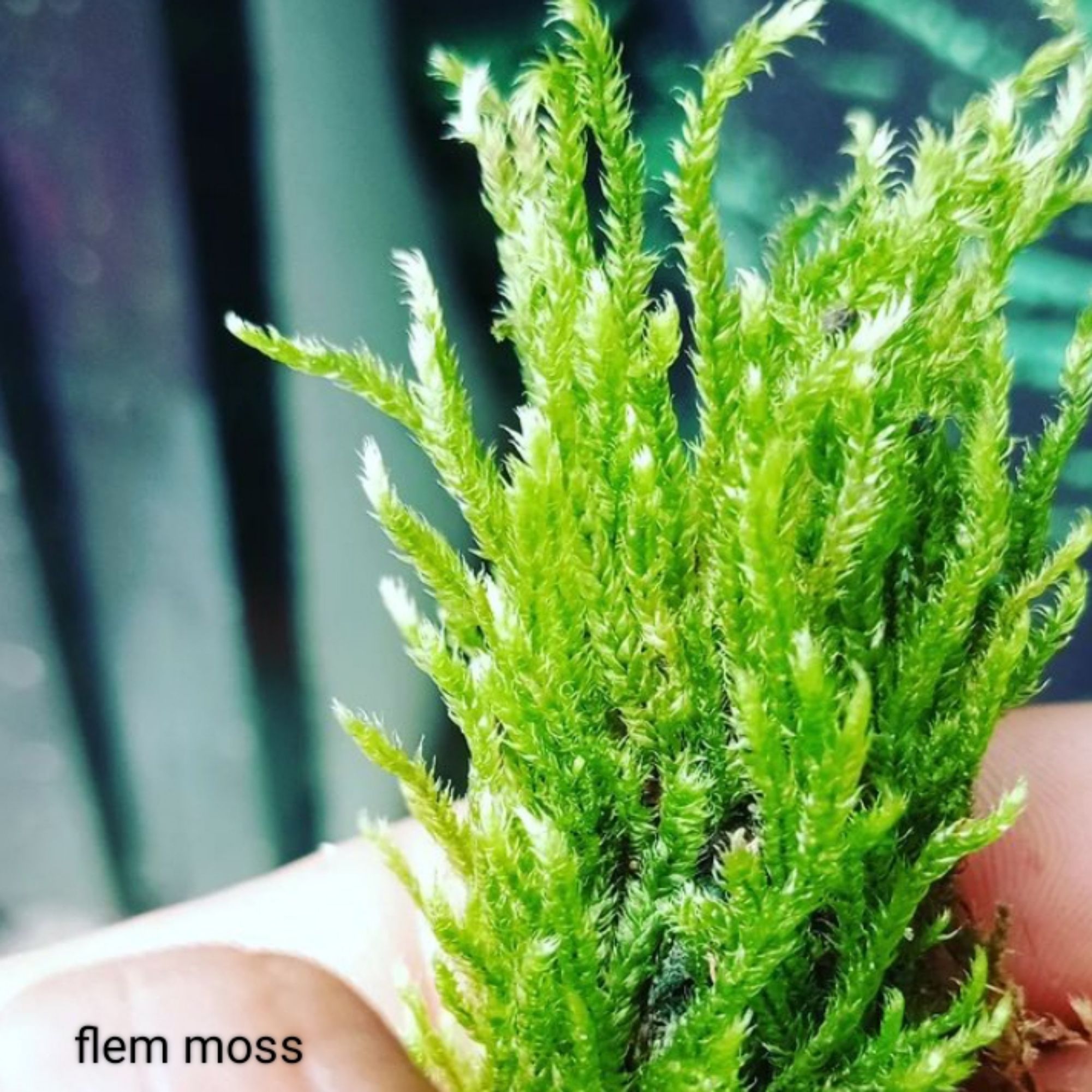 Produk dimas aqua | Shopee Indonesia