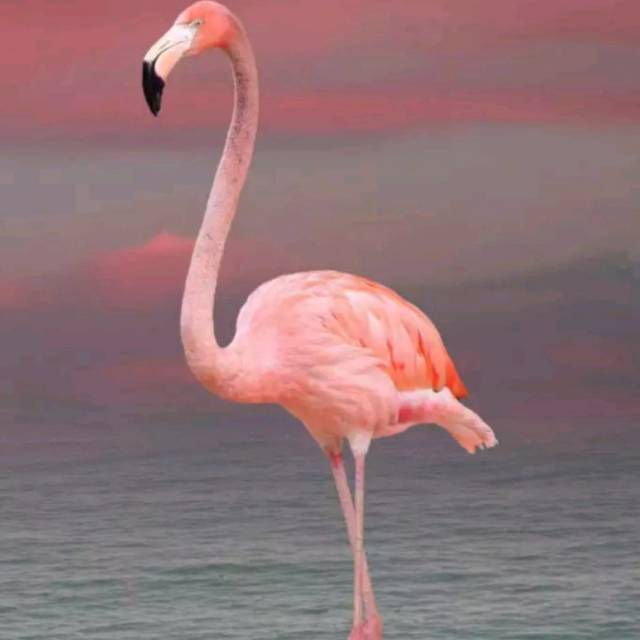 Produk FARTHA BANYUWANGI | Shopee Indonesia