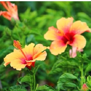 Produk Desa_Bunga | Shopee Indonesia