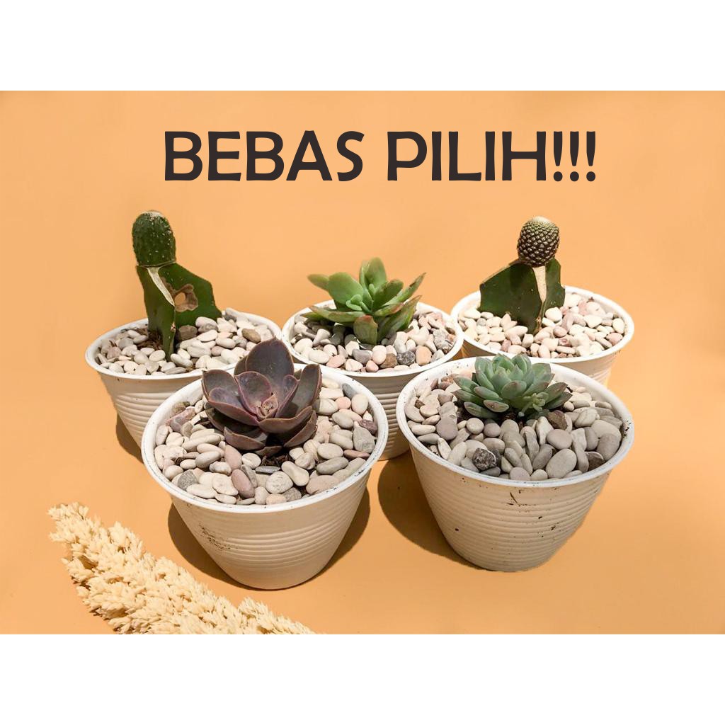 Produk sono kaktus | Shopee Indonesia