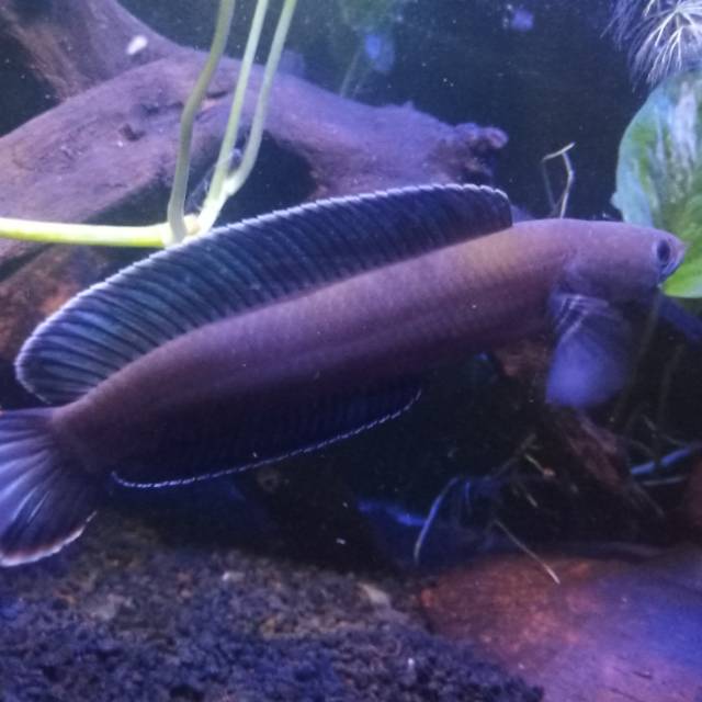 Produk GatodPredatorFish | Shopee Indonesia
