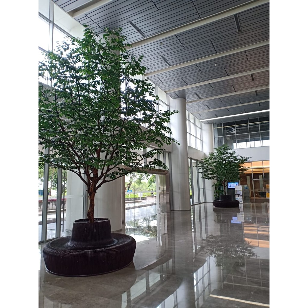 Produk Evergreen Trees Shop | Shopee Indonesia