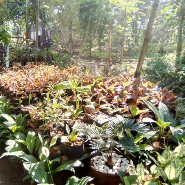 Produk uy7_0lsygq | Shopee Indonesia