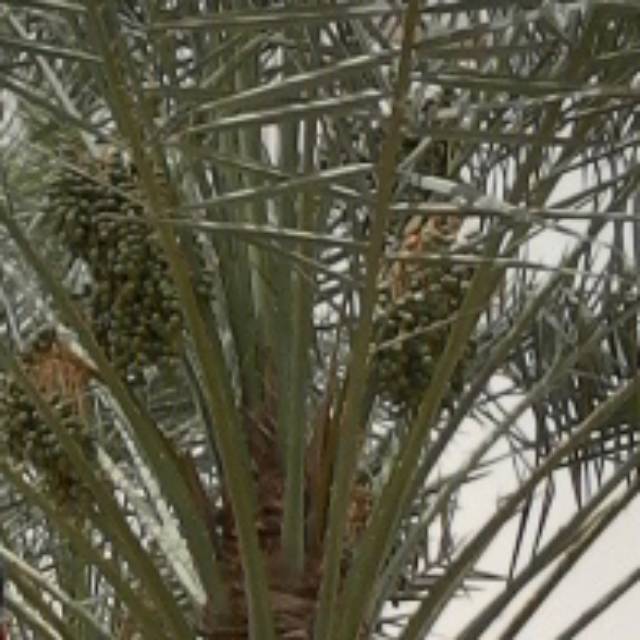 Produk UD AGRO BANUA | Shopee Indonesia