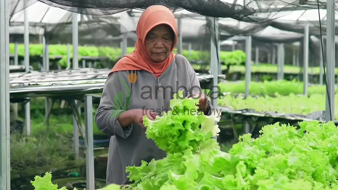 Produk Amboja Farm | Shopee Indonesia