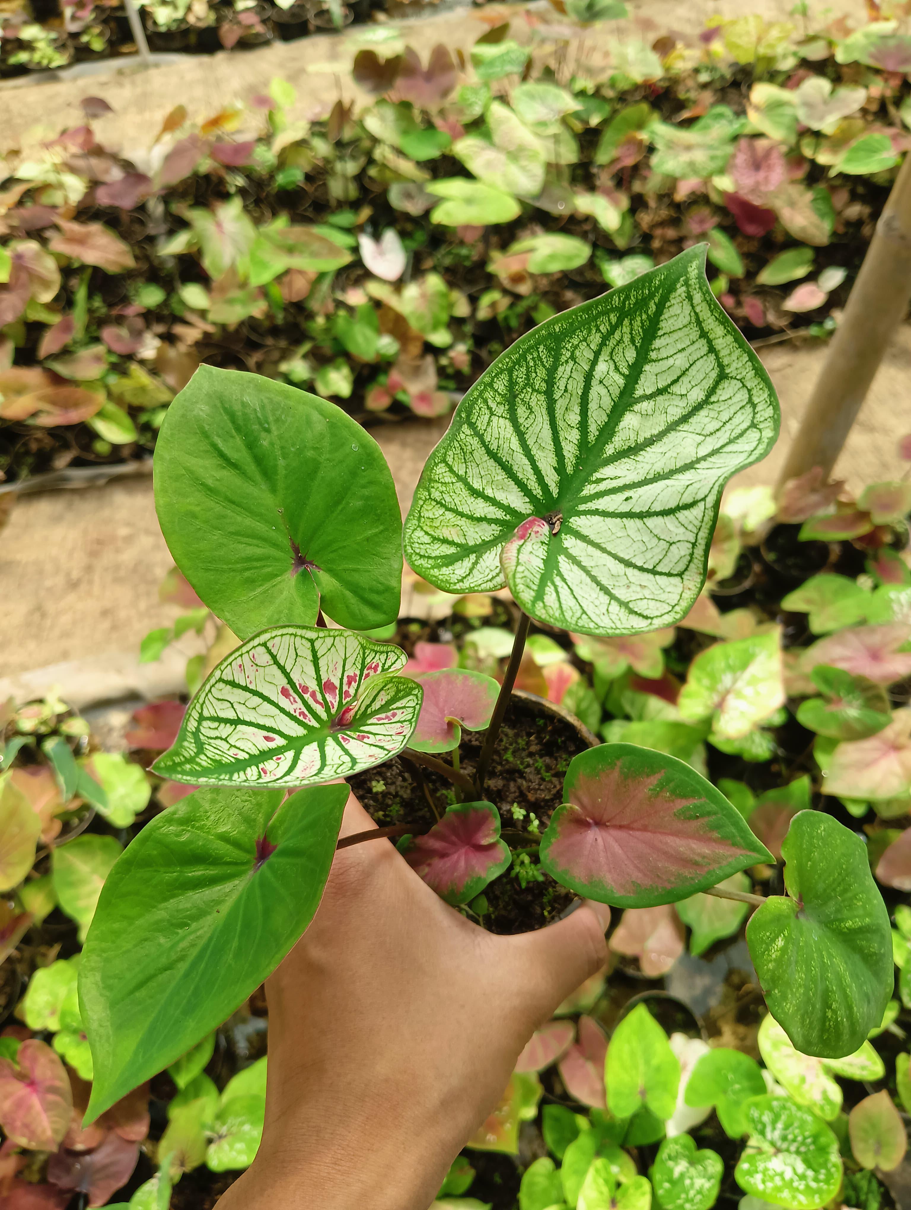 Produk Tanaman Hias Caladium | Shopee Indonesia
