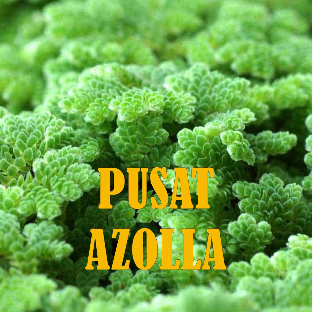 Produk Pusat Azolla | Shopee Indonesia