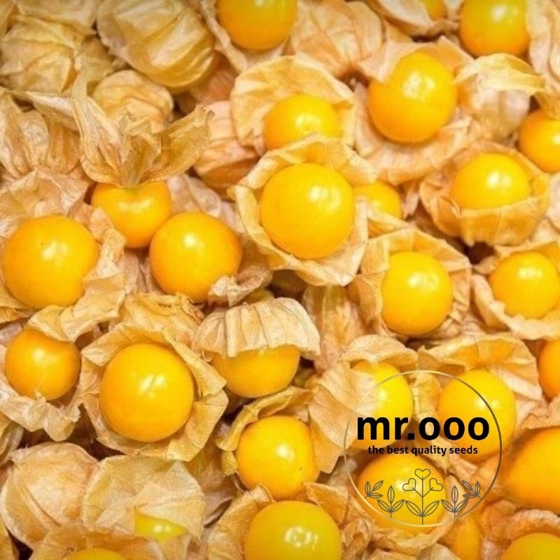 Produk mr.ooo | Shopee Indonesia