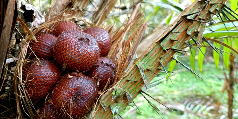 Produk Salak Bali Asli Karangasem | Shopee Indonesia