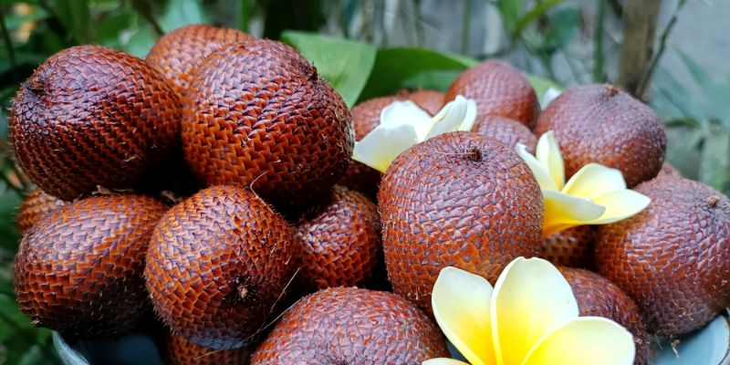 Produk Salak Bali Asli Karangasem | Shopee Indonesia
