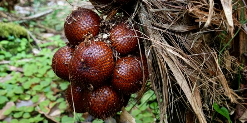 Produk Salak Bali Asli Karangasem | Shopee Indonesia