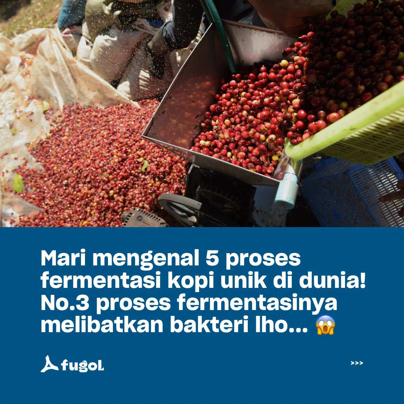 Produk Fugol Coffee Roasters | Shopee Indonesia