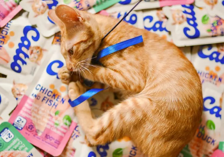 Toko Online Catto Official Store | Shopee Indonesia