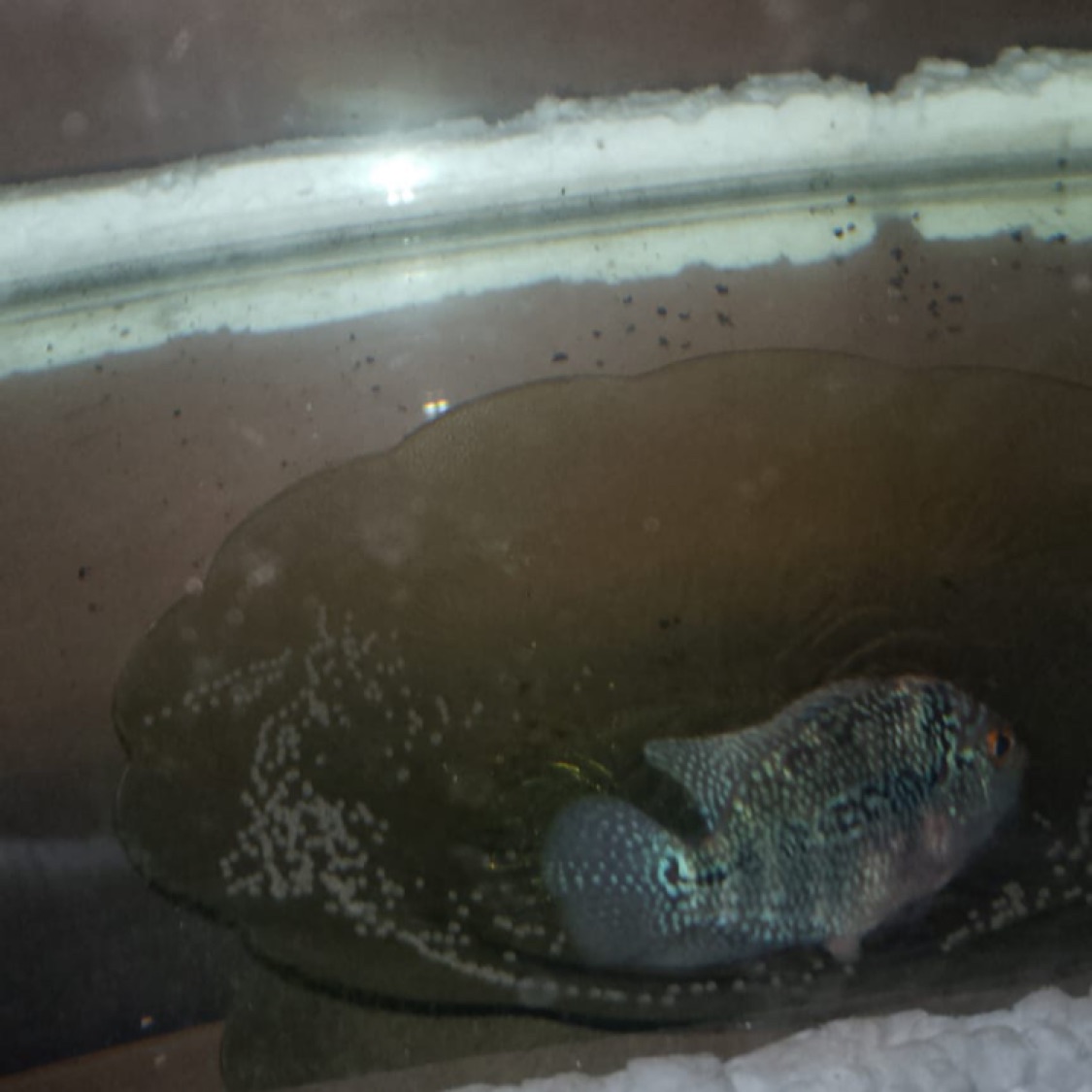 Produk TRI FISH | Shopee Indonesia