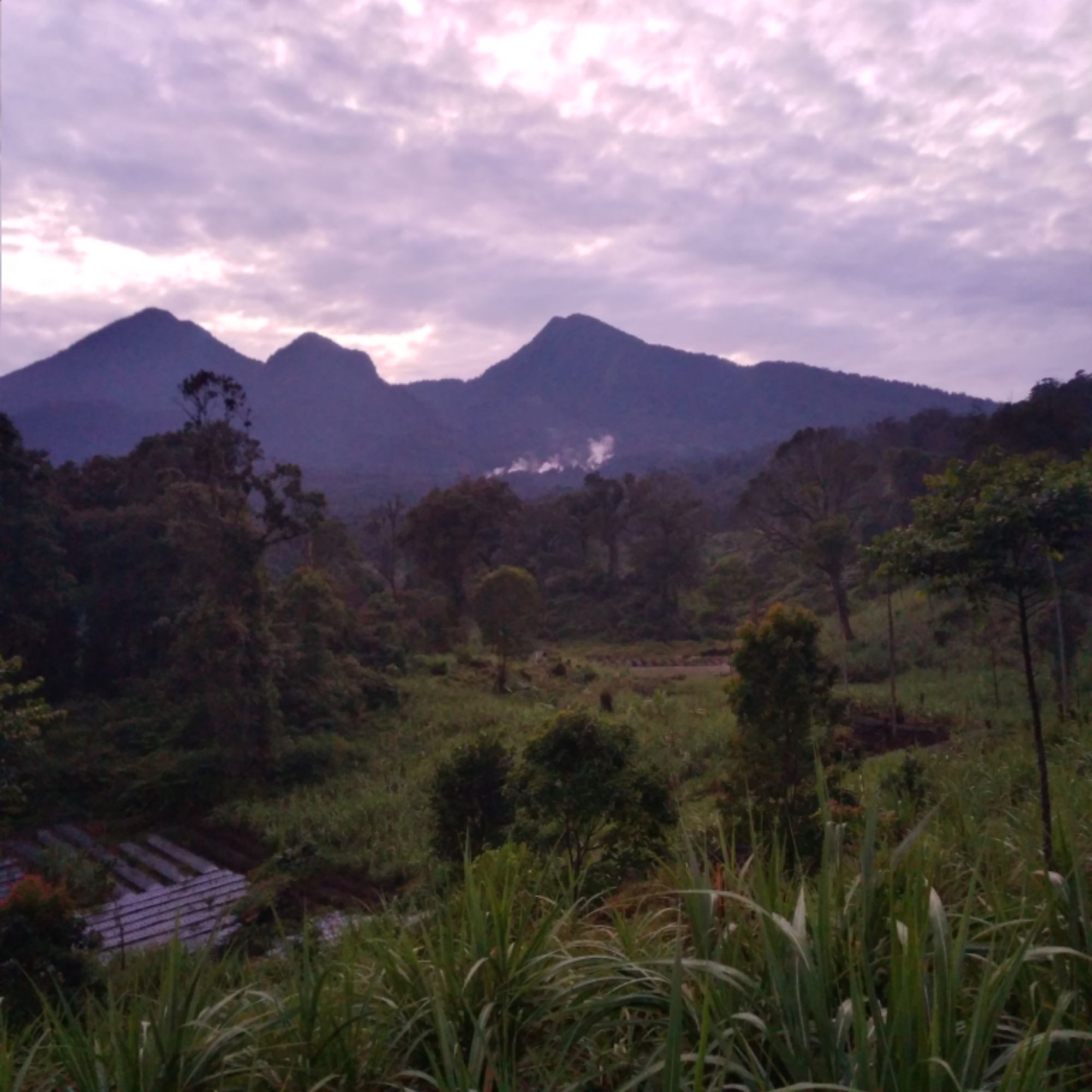 Produk Alam _ Subur | Shopee Indonesia