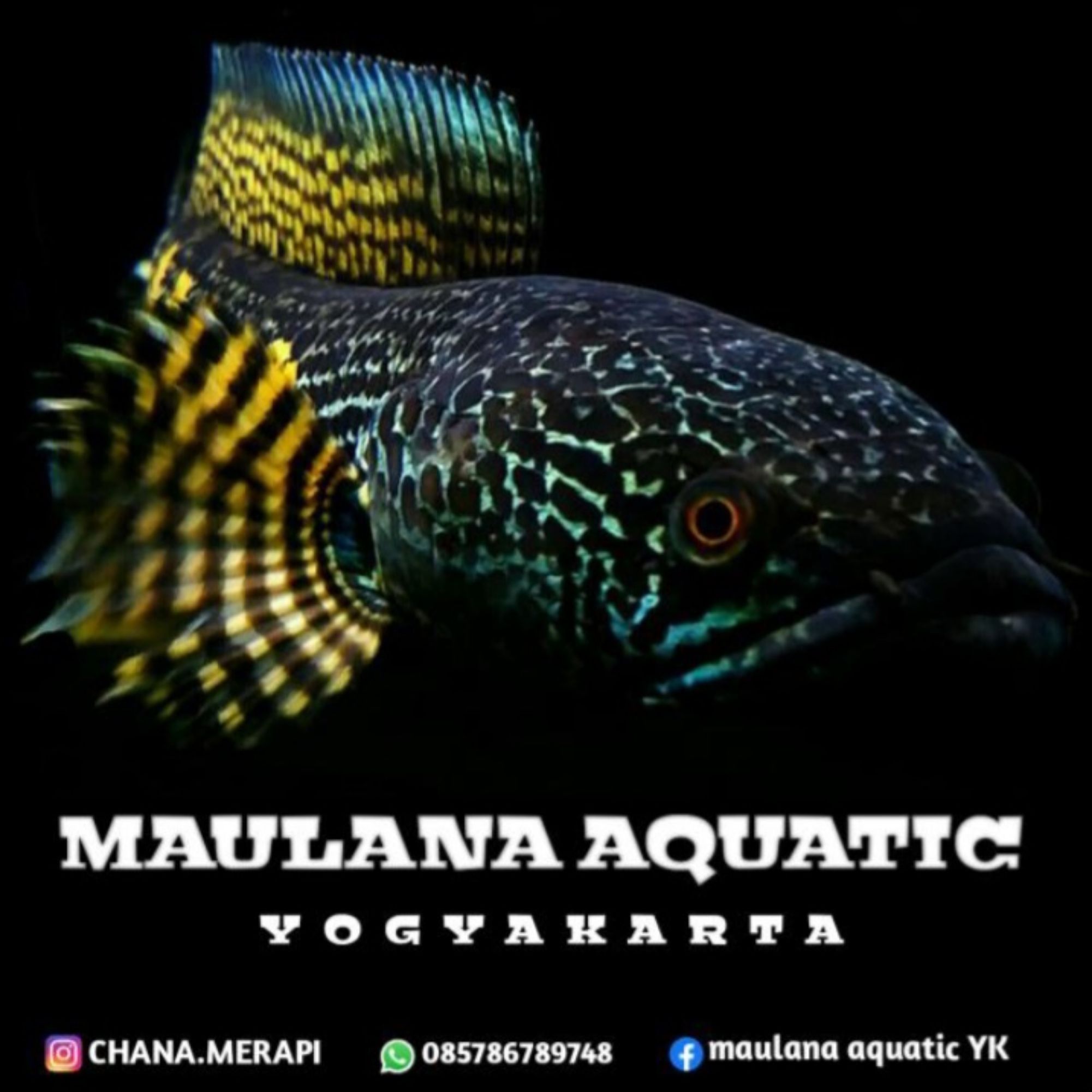 Produk MAUL FISH | Shopee Indonesia