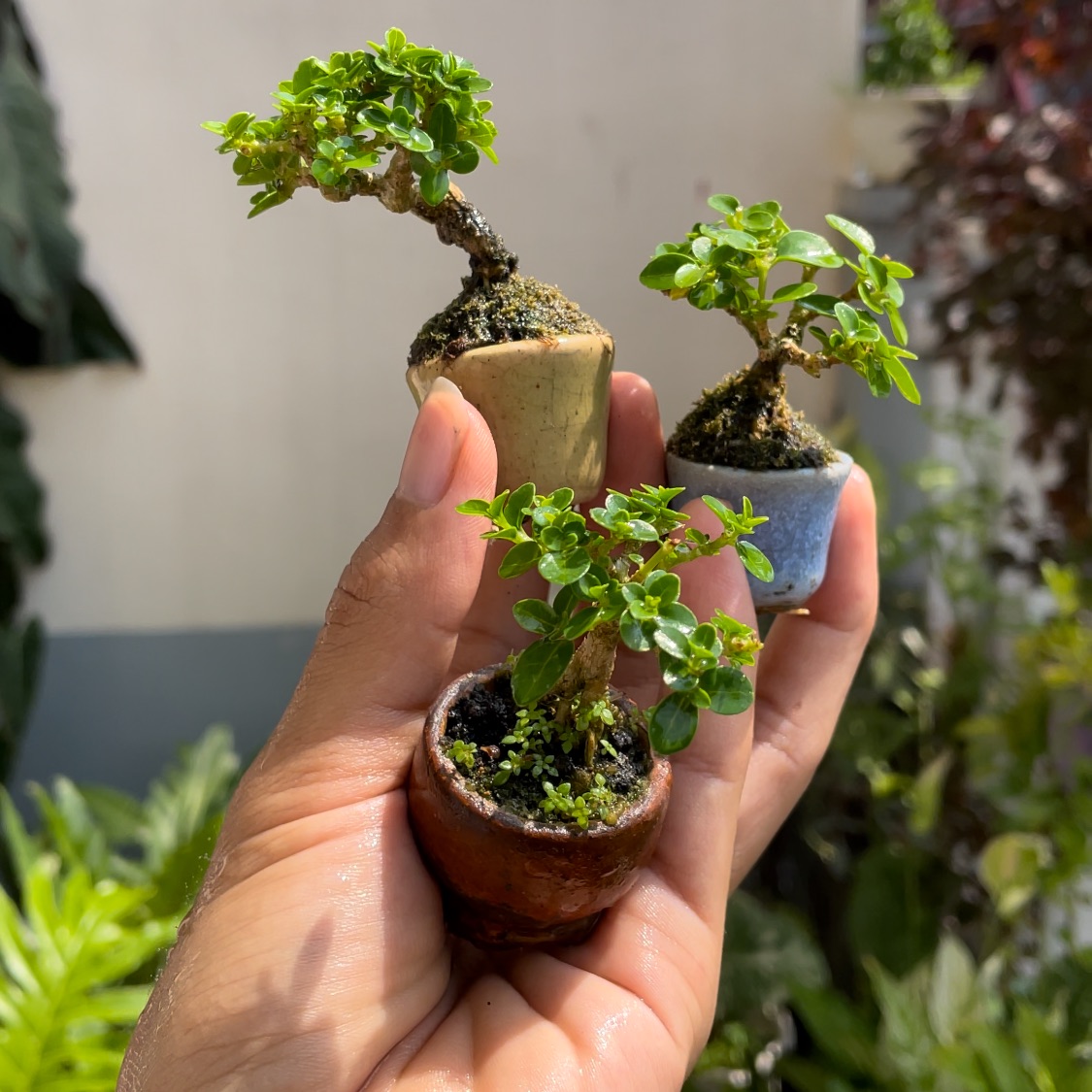 Produk Pohon Mini | Shopee Indonesia