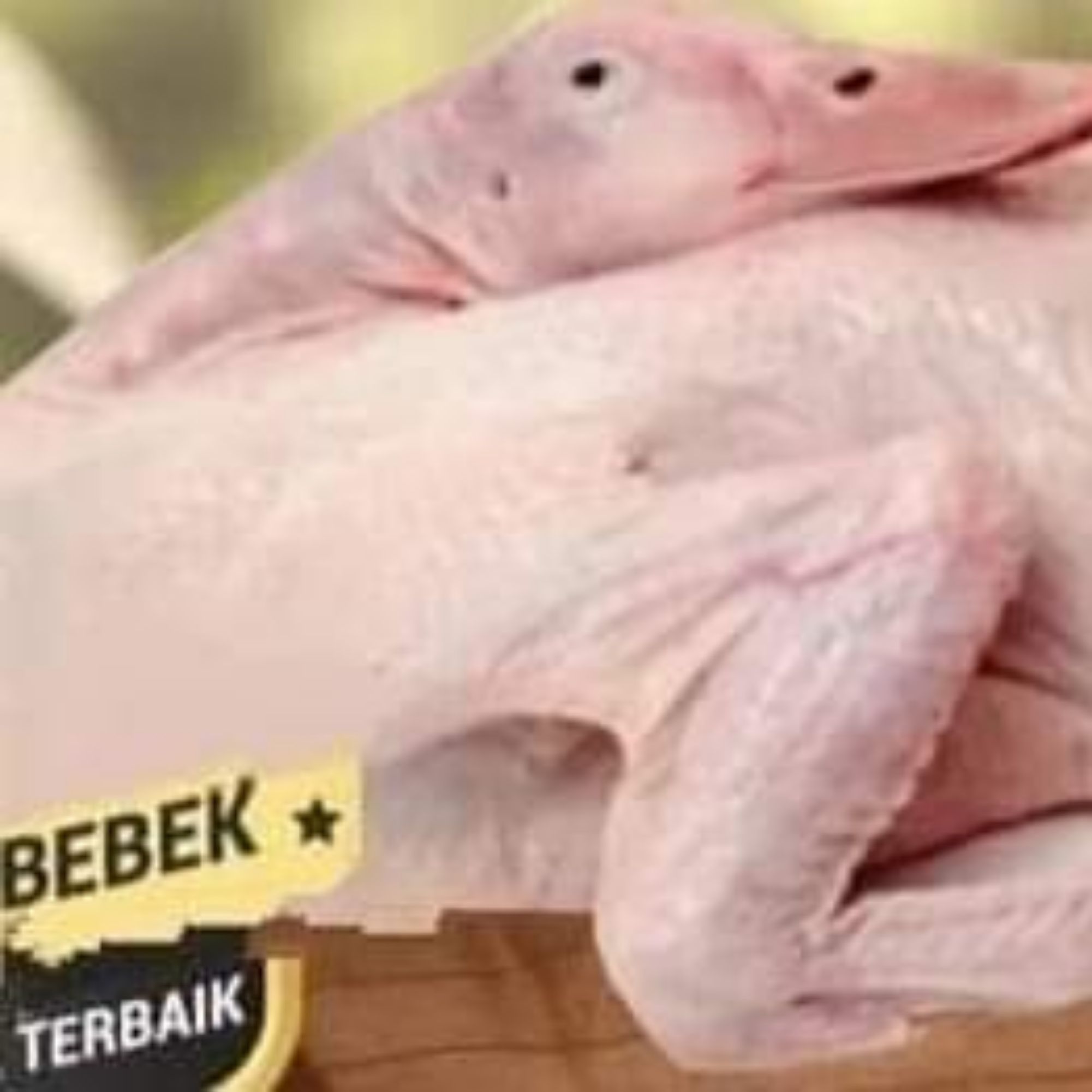 Produk Bebek Frozen dan Ungkep Bebek | Shopee Indonesia