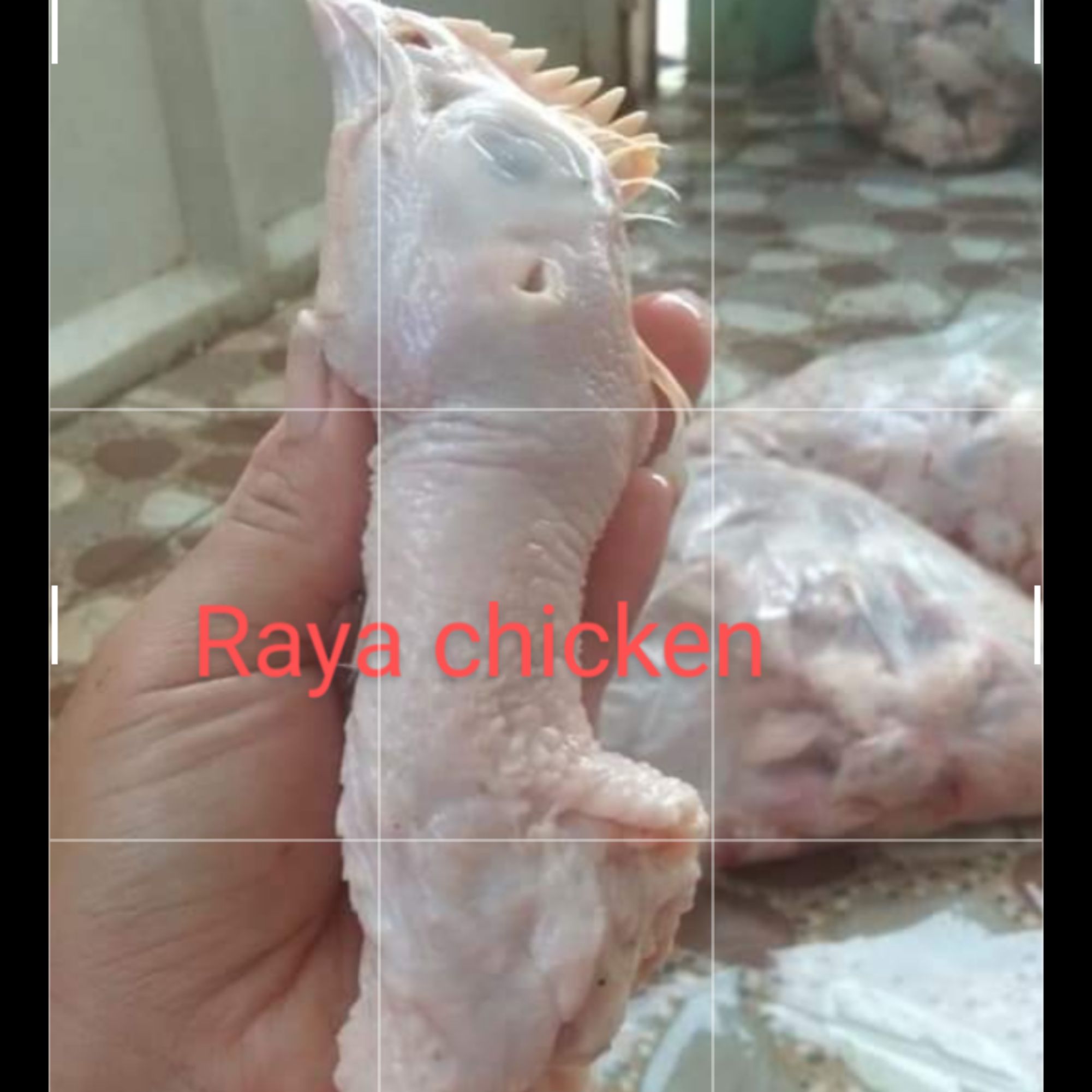 Produk Raya chicken | Shopee Indonesia