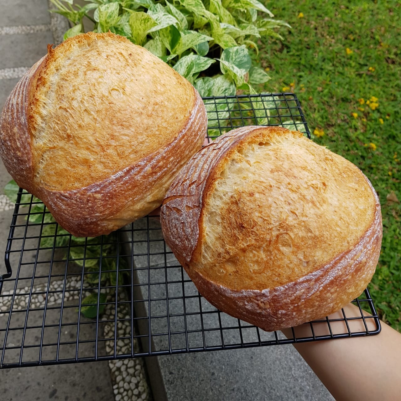 Produk roti.seragi | Shopee Indonesia