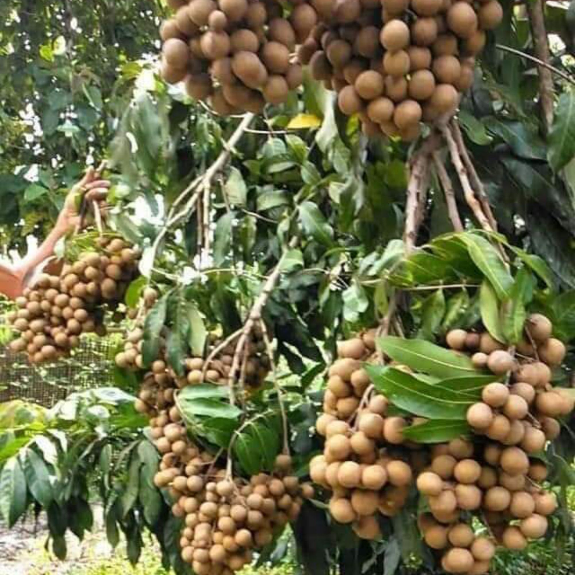 Produk Toko Bibit Buah Tabulapot | Shopee Indonesia