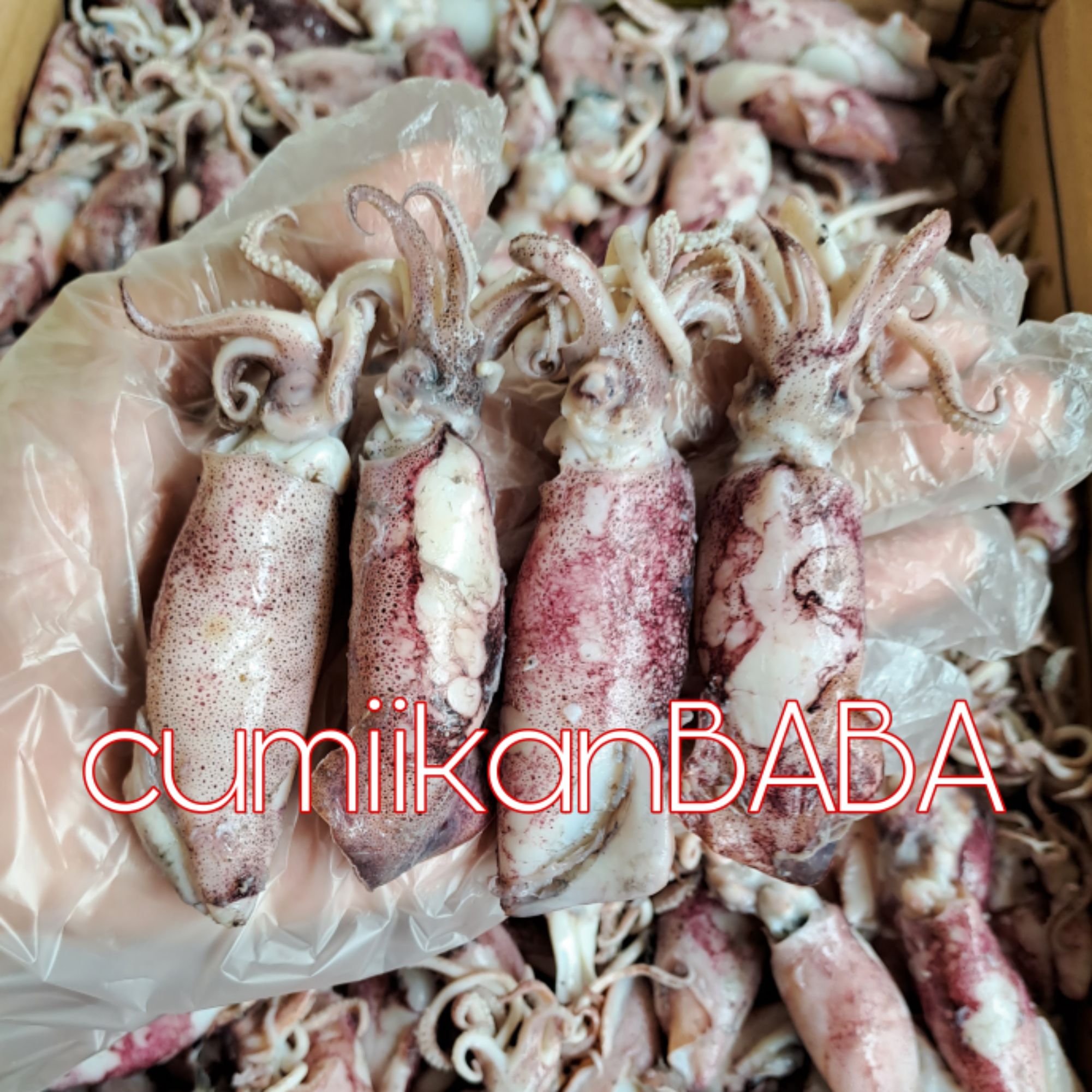 Produk Cumi Ikan BABA | Shopee Indonesia