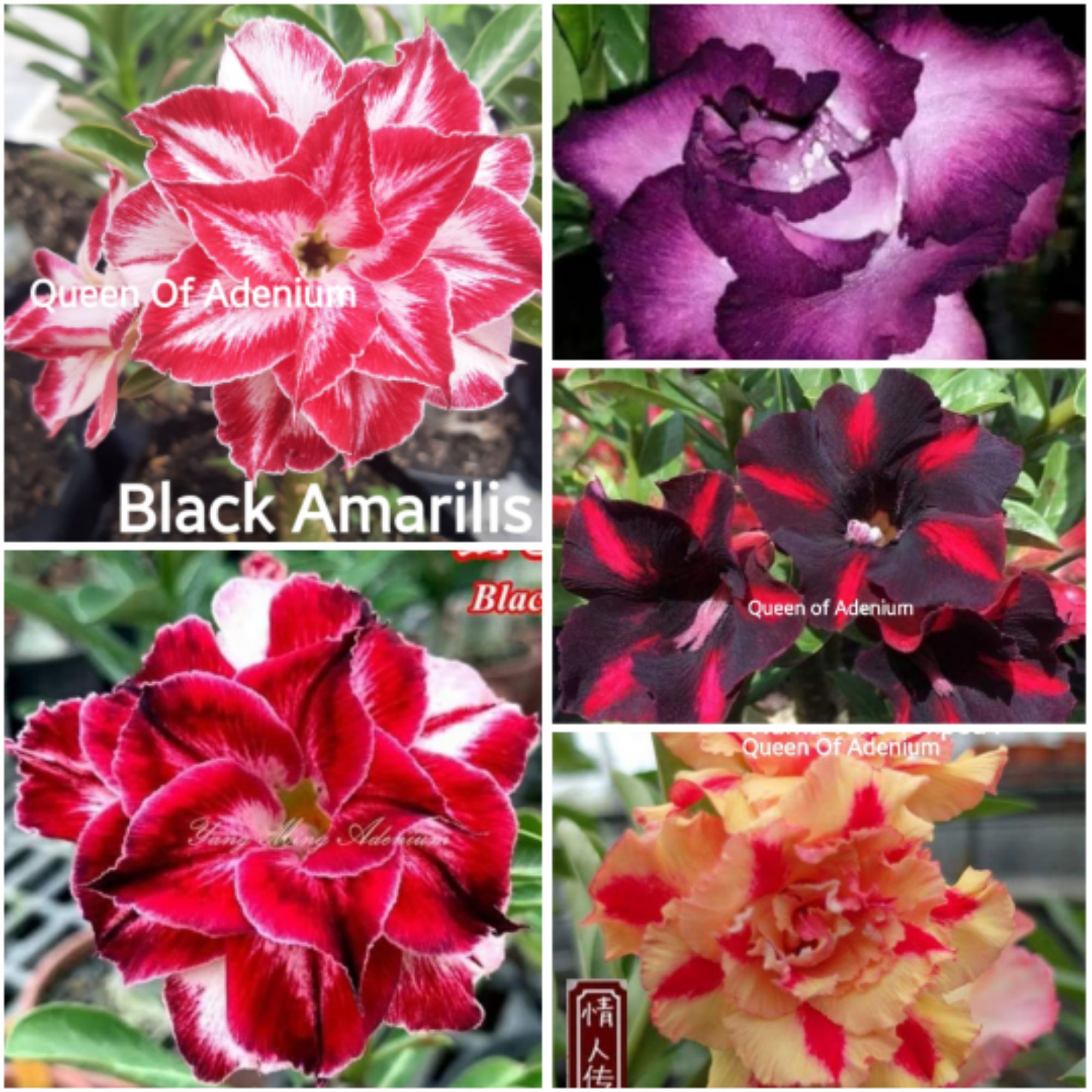 Produk Queen Of Adenium | Shopee Indonesia