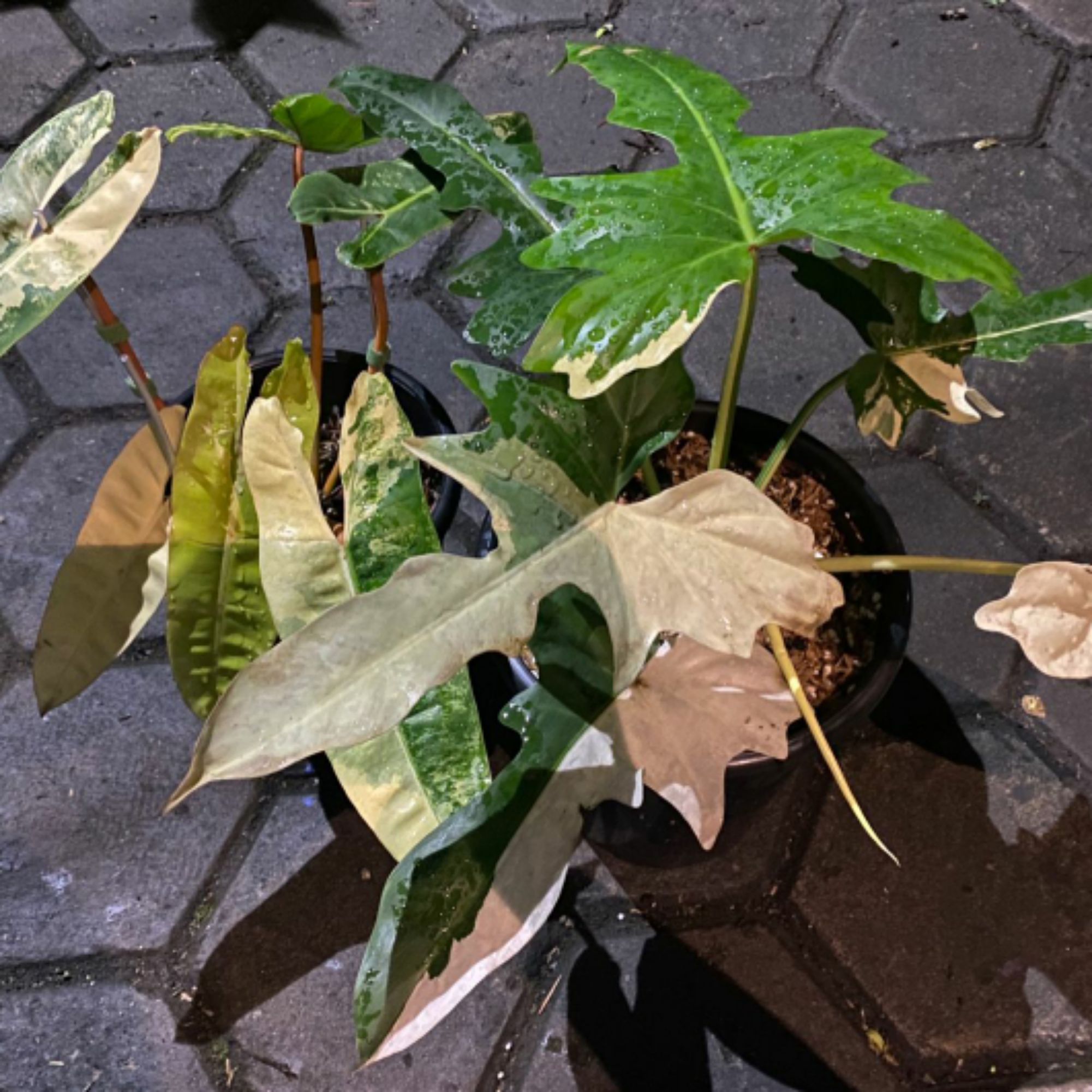 Produk Arif R_plant | Shopee Indonesia