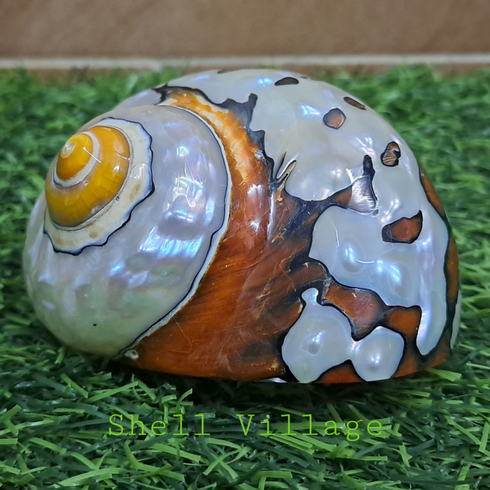 Produk Shell Village | Shopee Indonesia