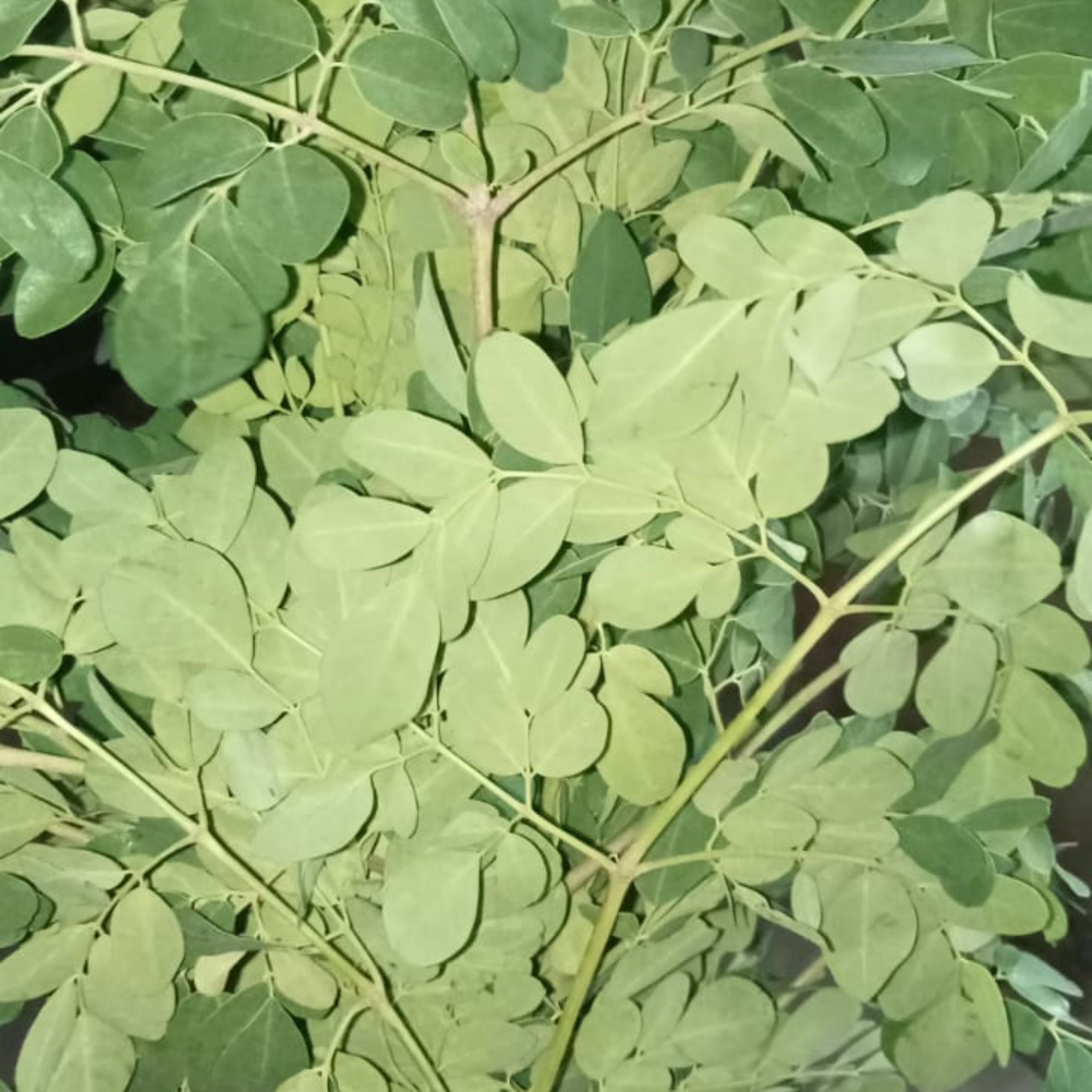 Produk Agege market | Shopee Indonesia