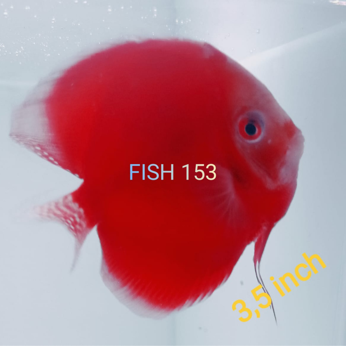 Produk IWAK DISCUS | Shopee Indonesia