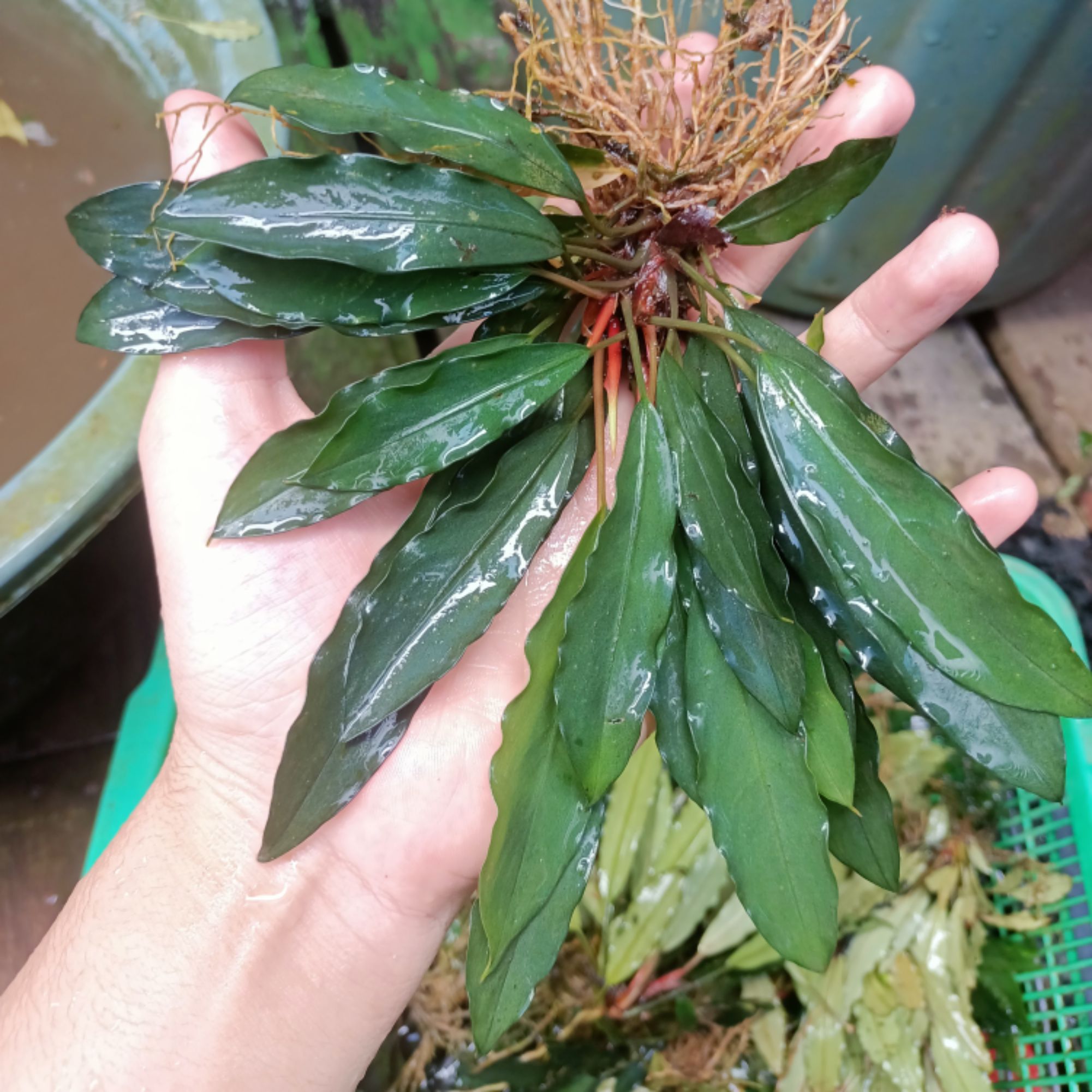 Produk Buce Julak Uncak | Shopee Indonesia