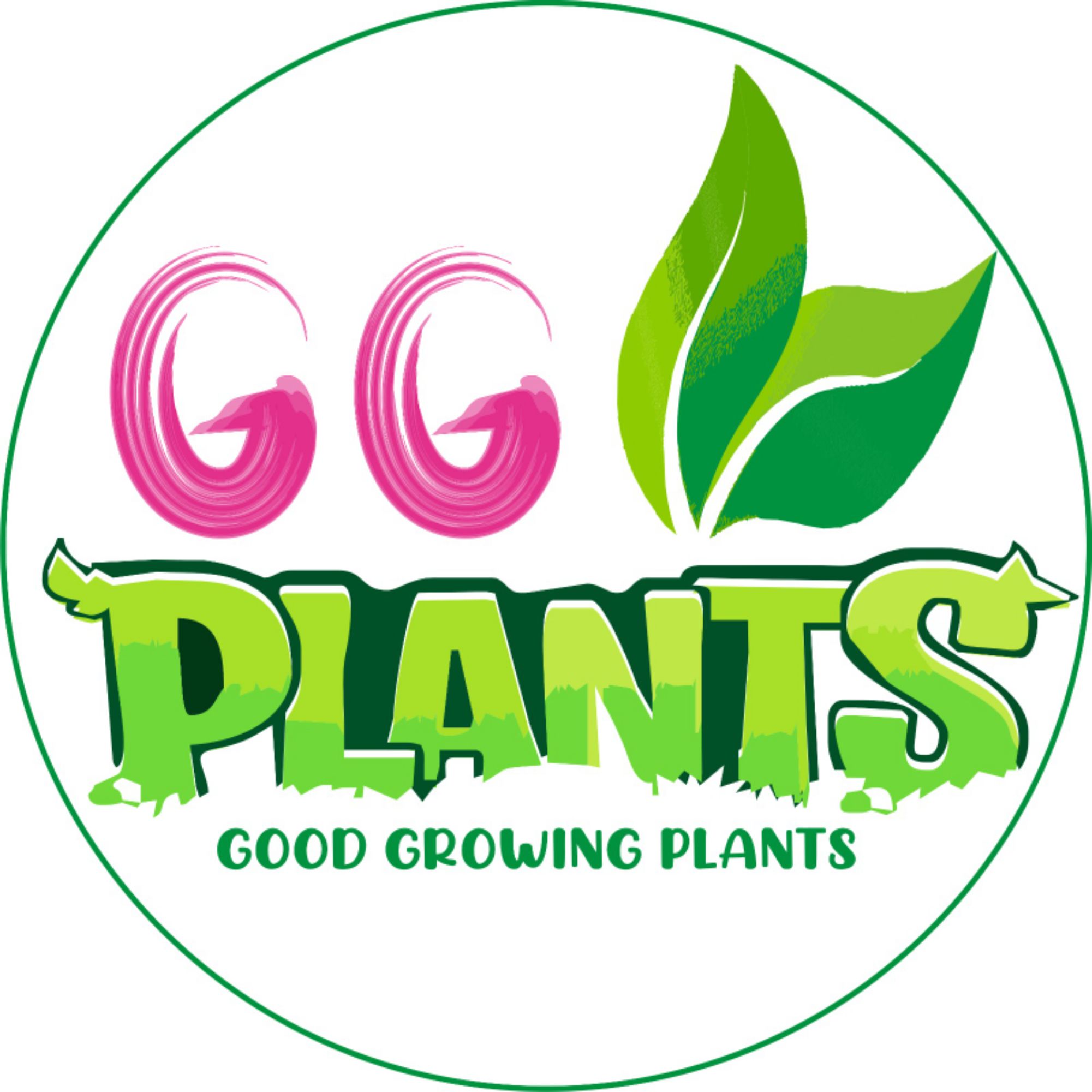 Produk GG PLANTS | Shopee Indonesia