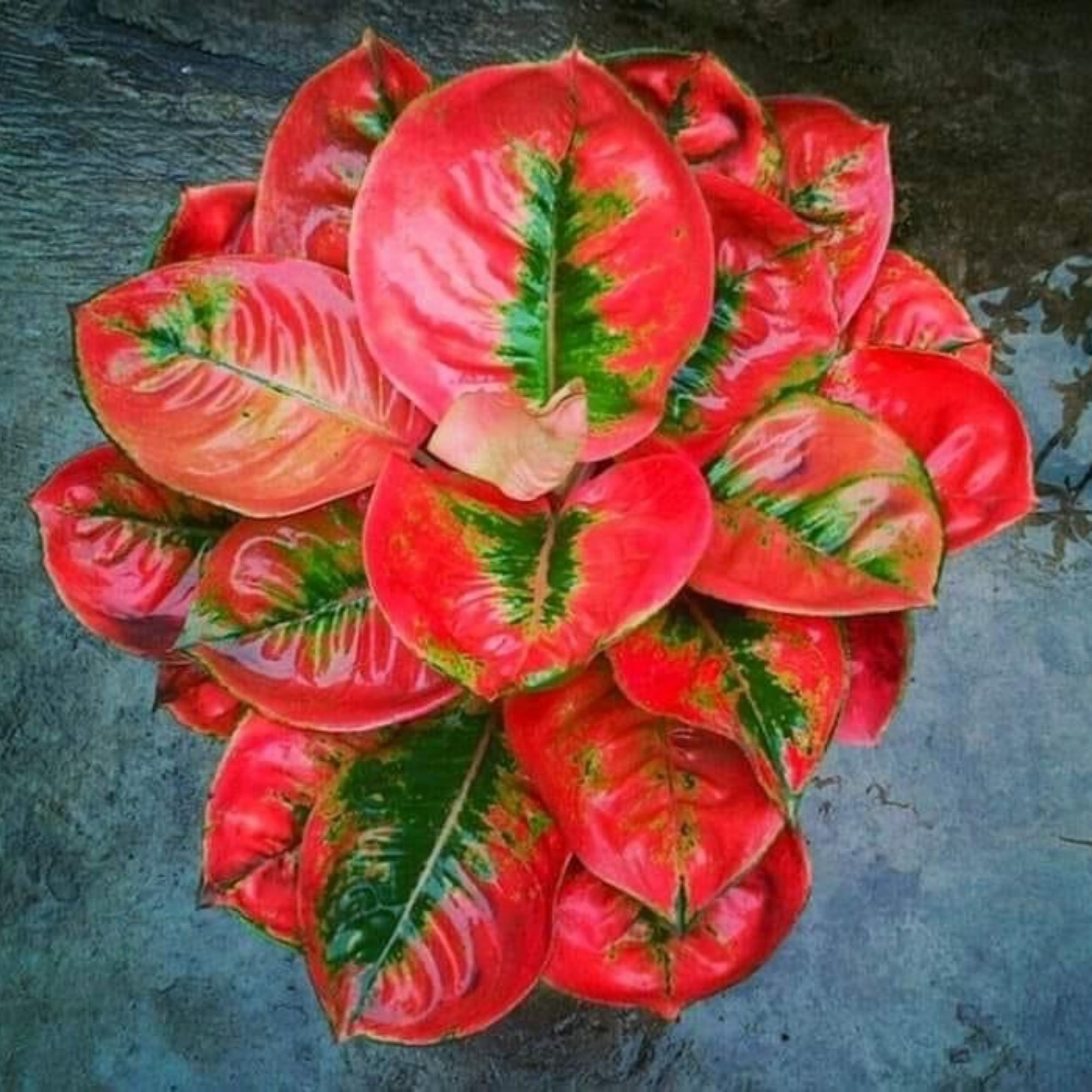 Produk amazing_aglaonema | Shopee Indonesia