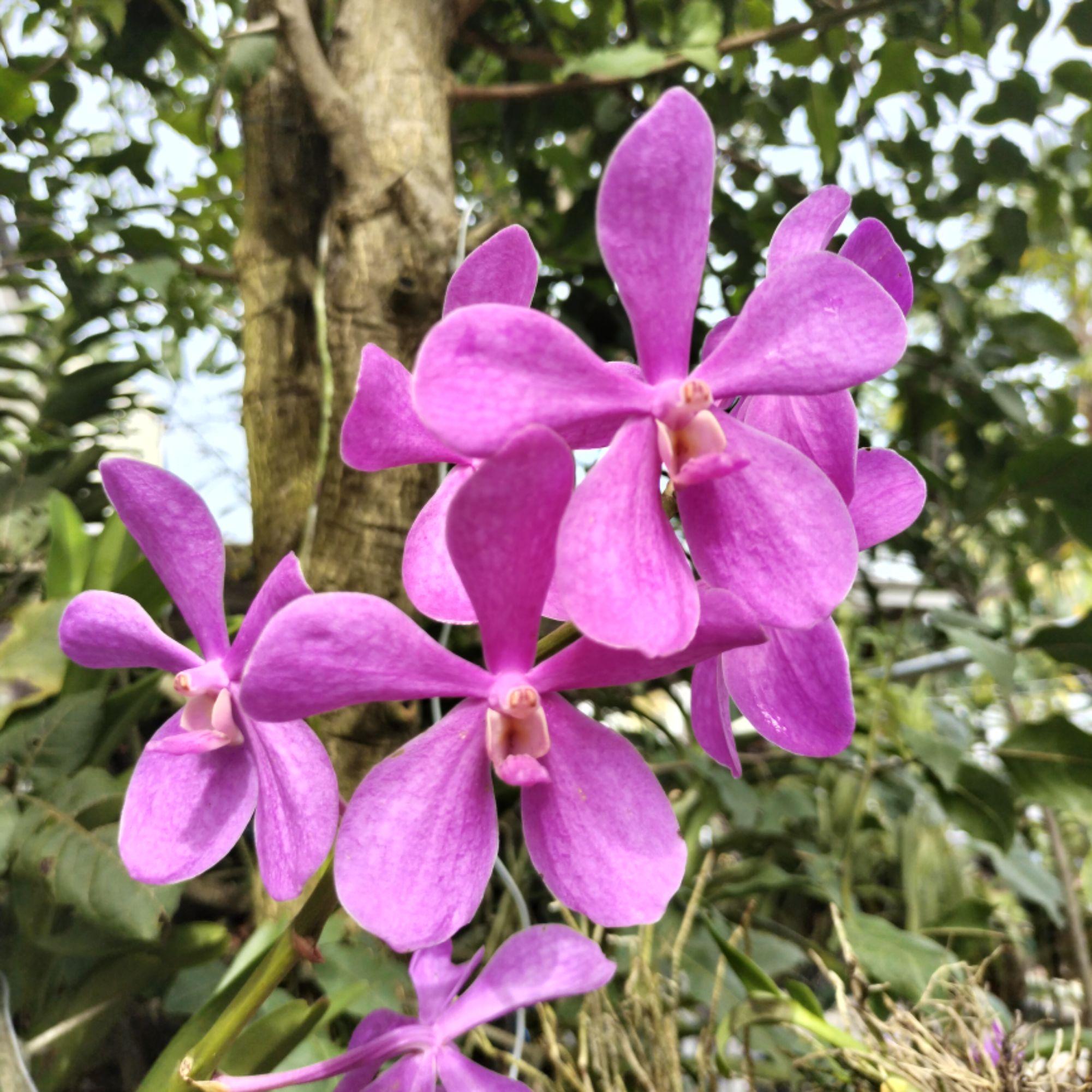 Produk lee_orchids | Shopee Indonesia