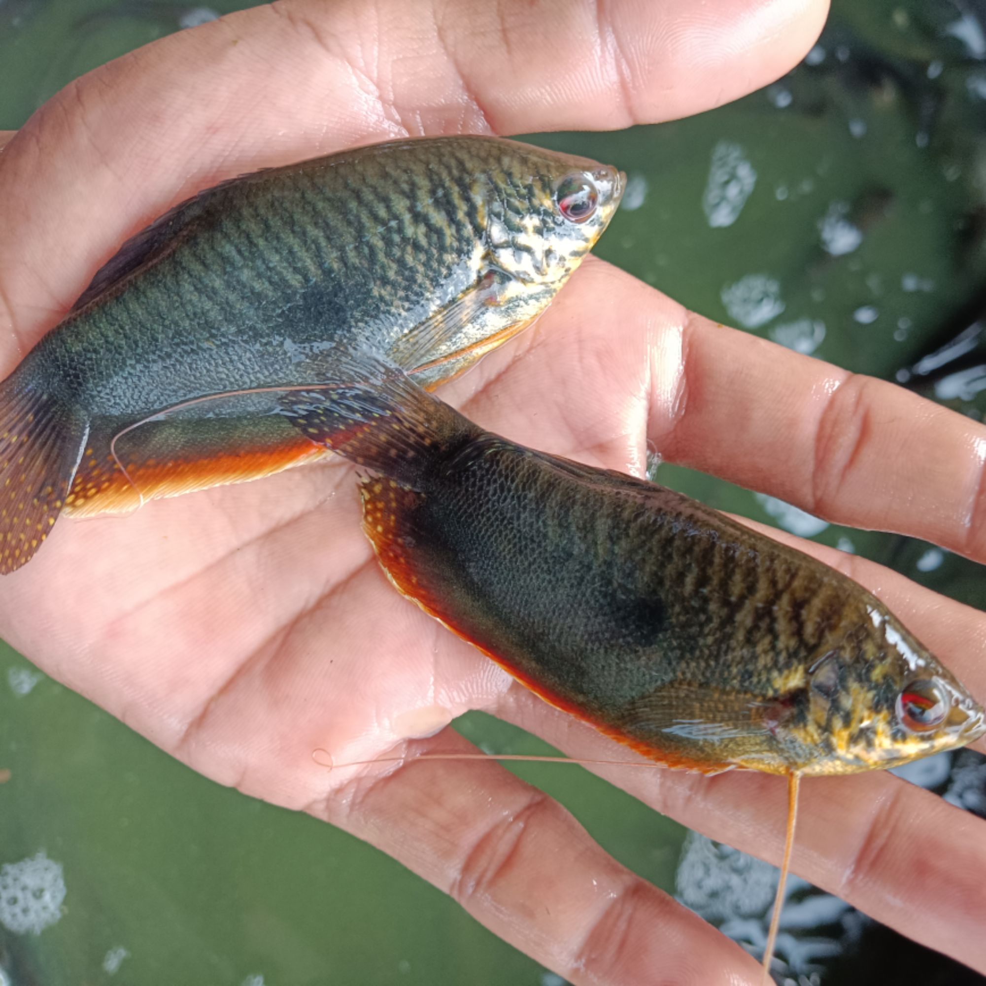 Produk zium fish | Shopee Indonesia