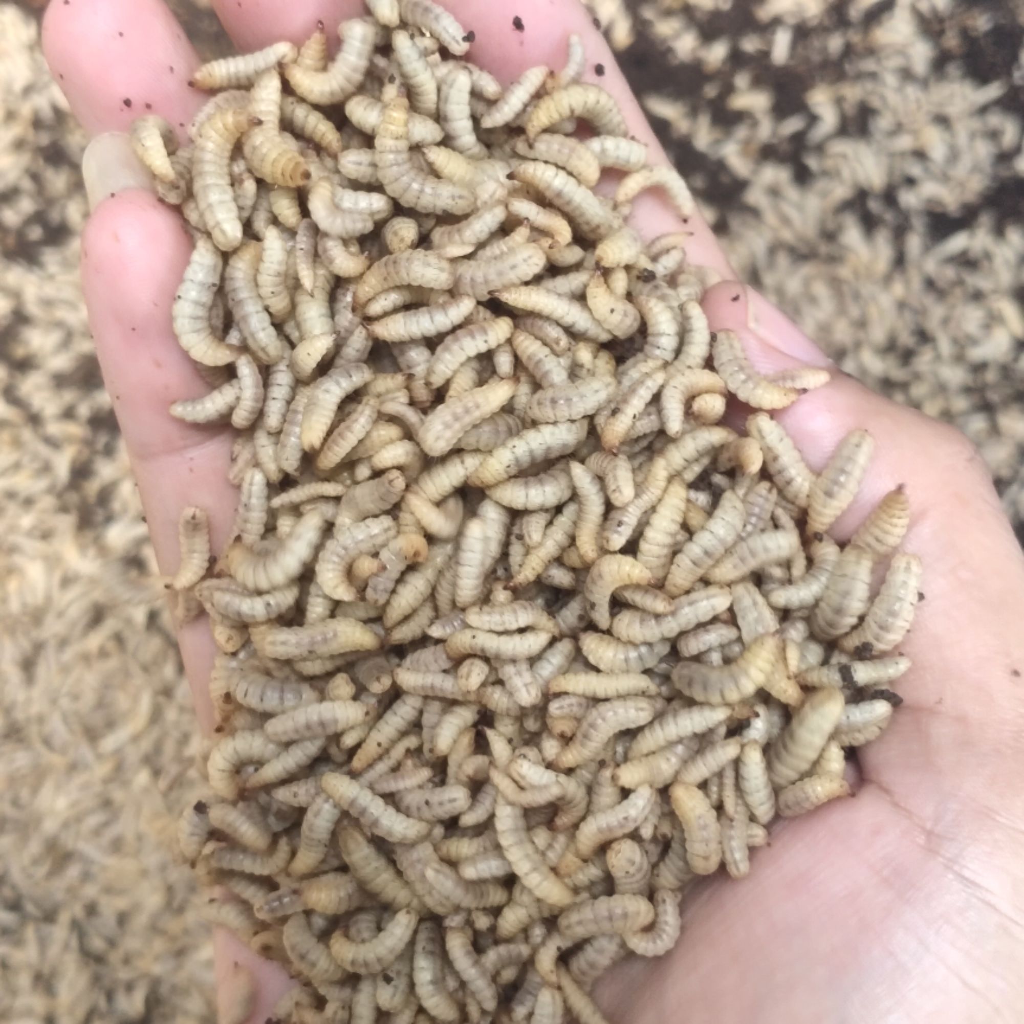 Produk HOUSE MAGGOT BSF | Shopee Indonesia