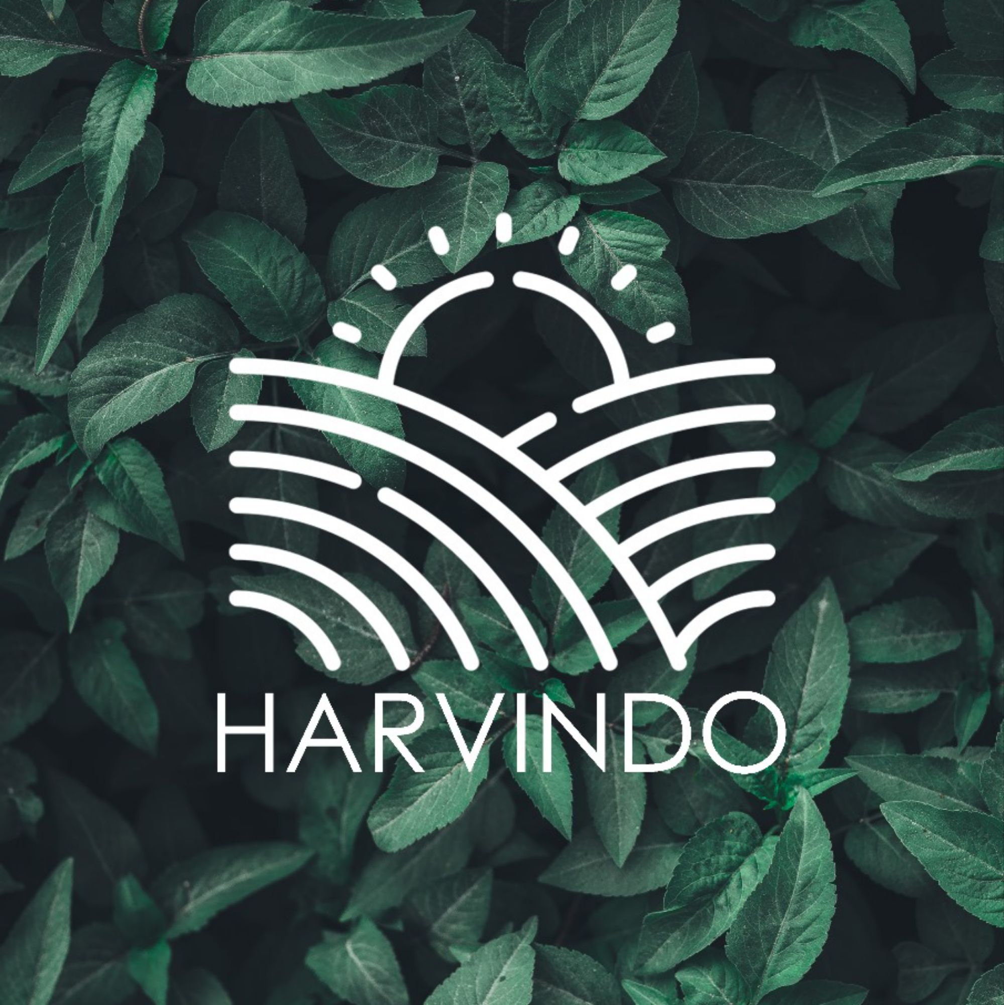 Produk Harvindo Nusantara | Shopee Indonesia