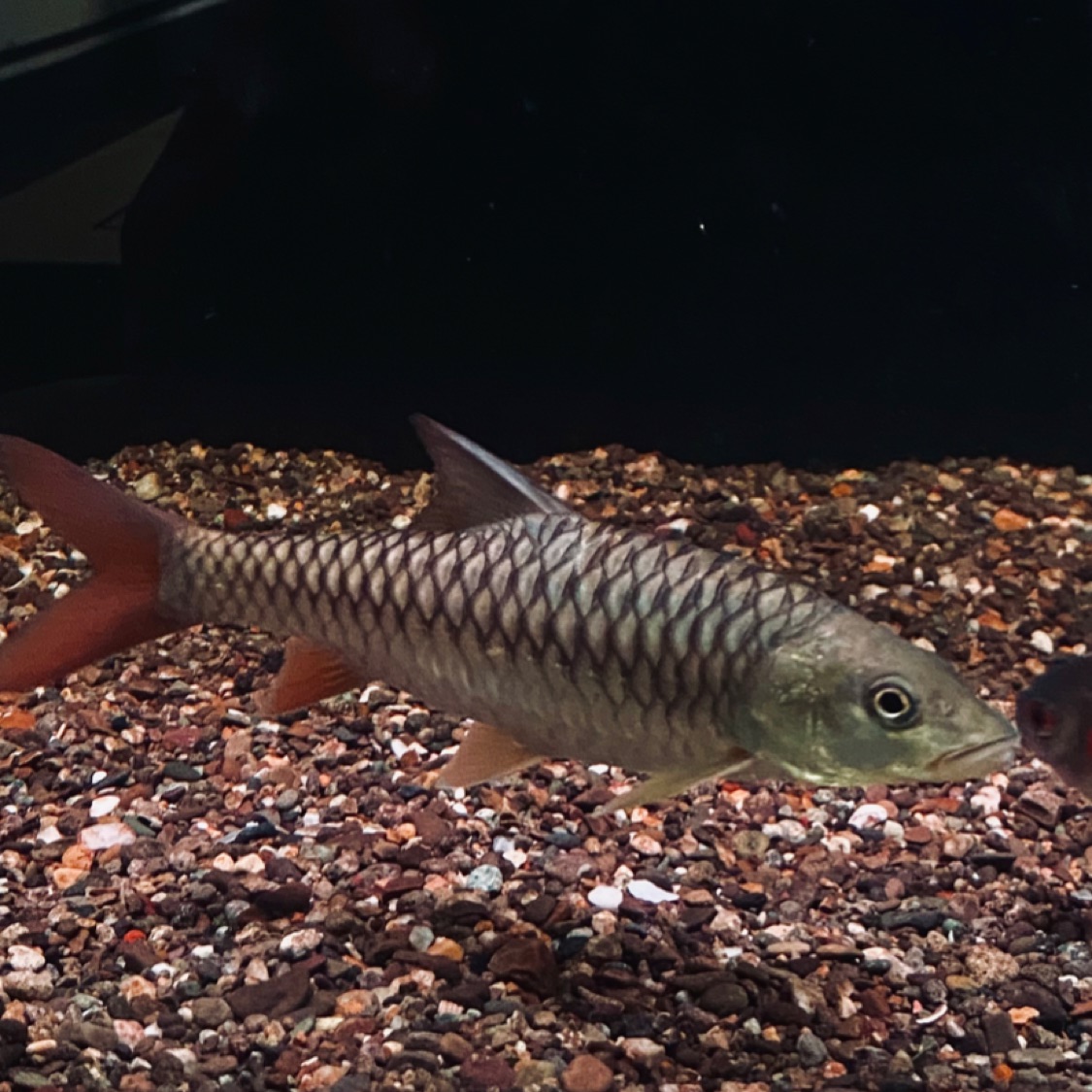 Produk mahseer fish | Shopee Indonesia