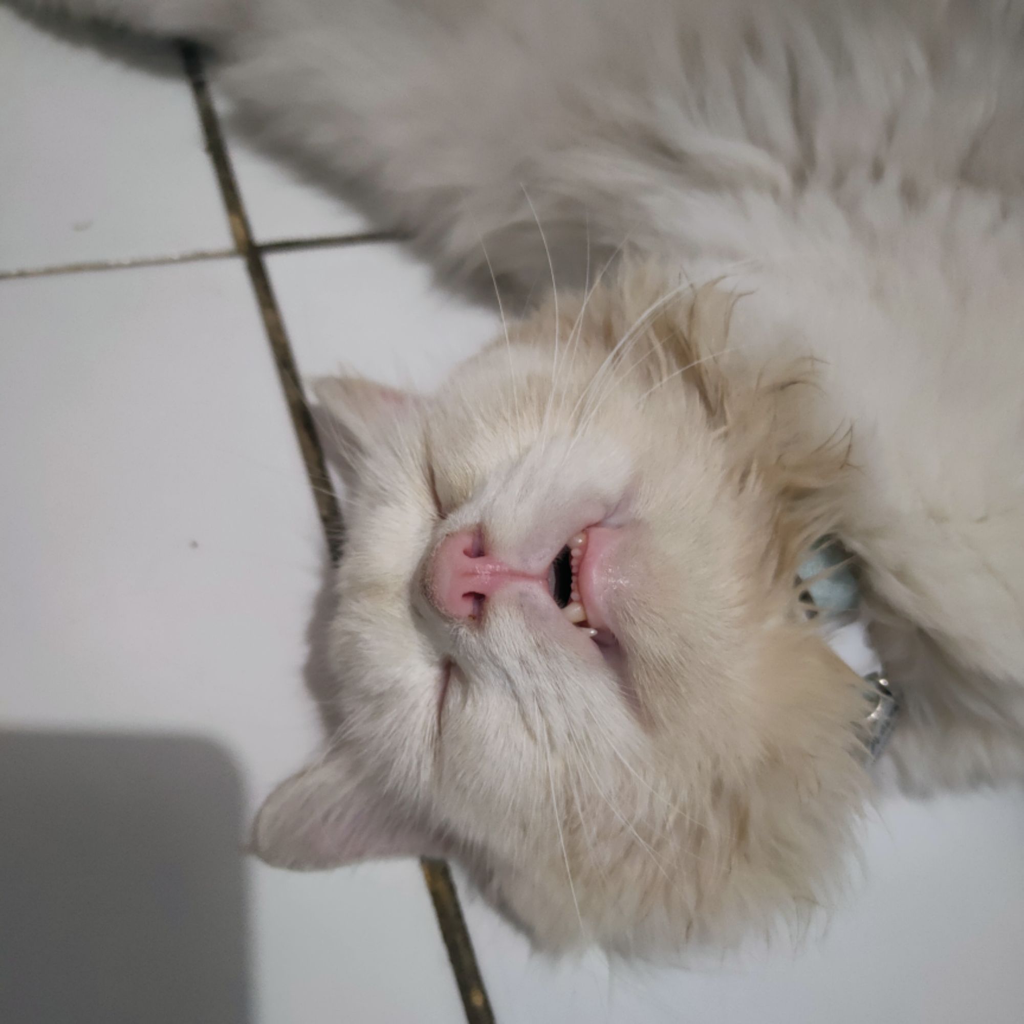 Produk Moli store | Shopee Indonesia