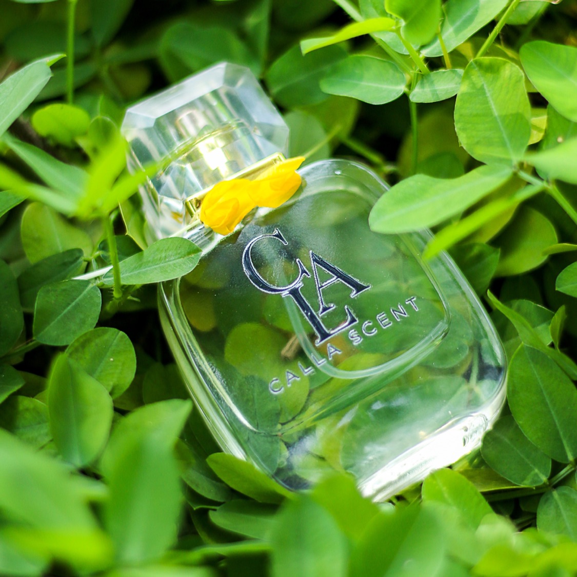 Produk Calla Scent | Shopee Indonesia