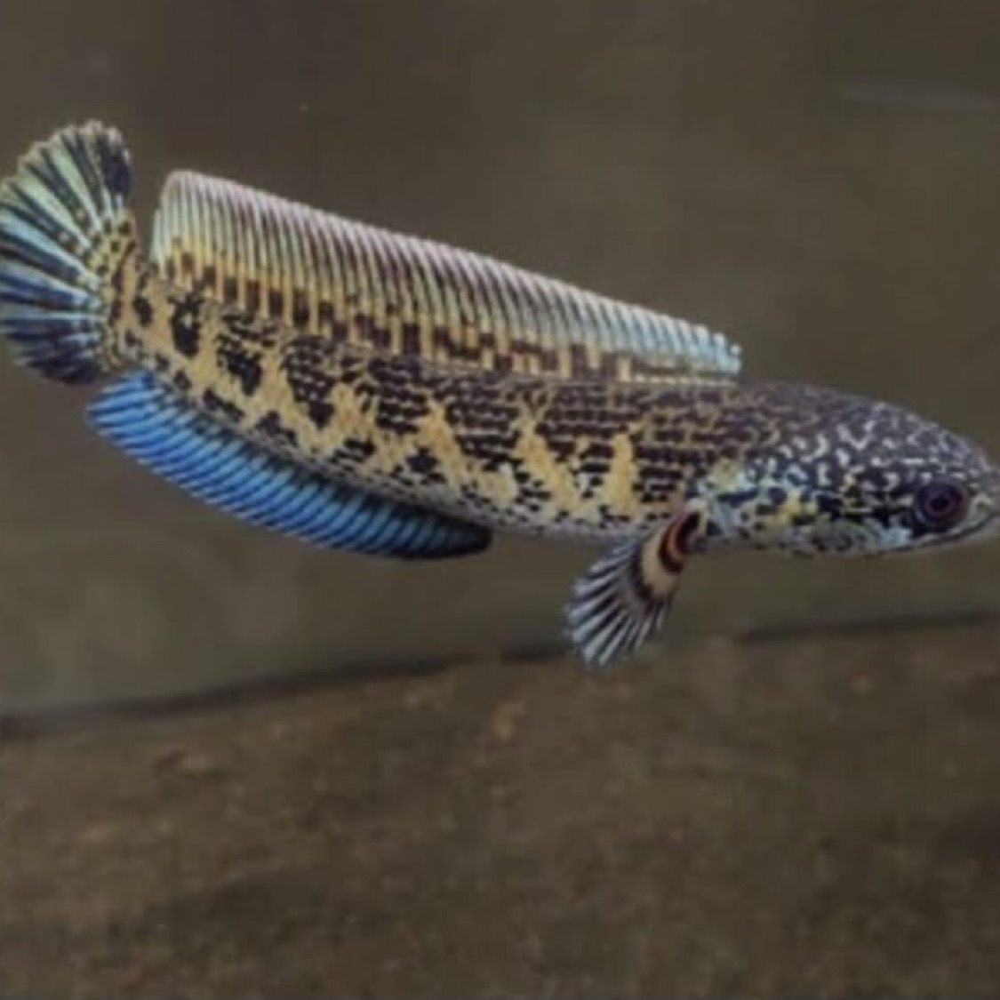 Produk Rafaila Fish | Shopee Indonesia