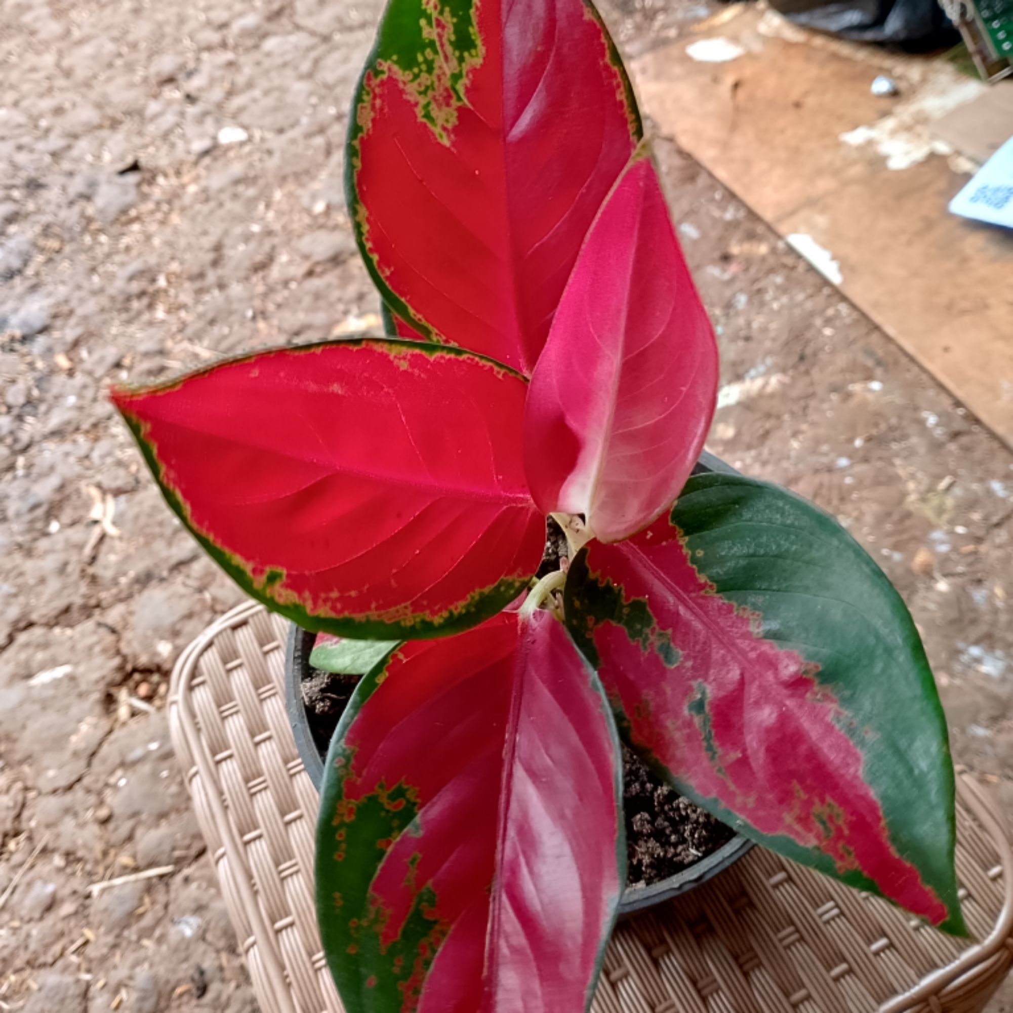 Produk Revaldy flora | Shopee Indonesia