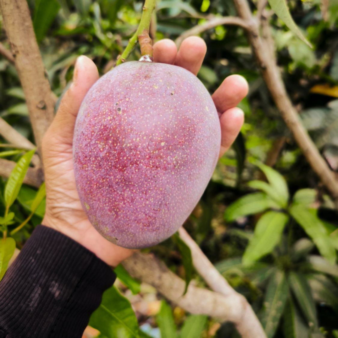 Produk aliceFarm | Shopee Indonesia