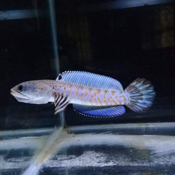 Produk jack fish | Shopee Indonesia